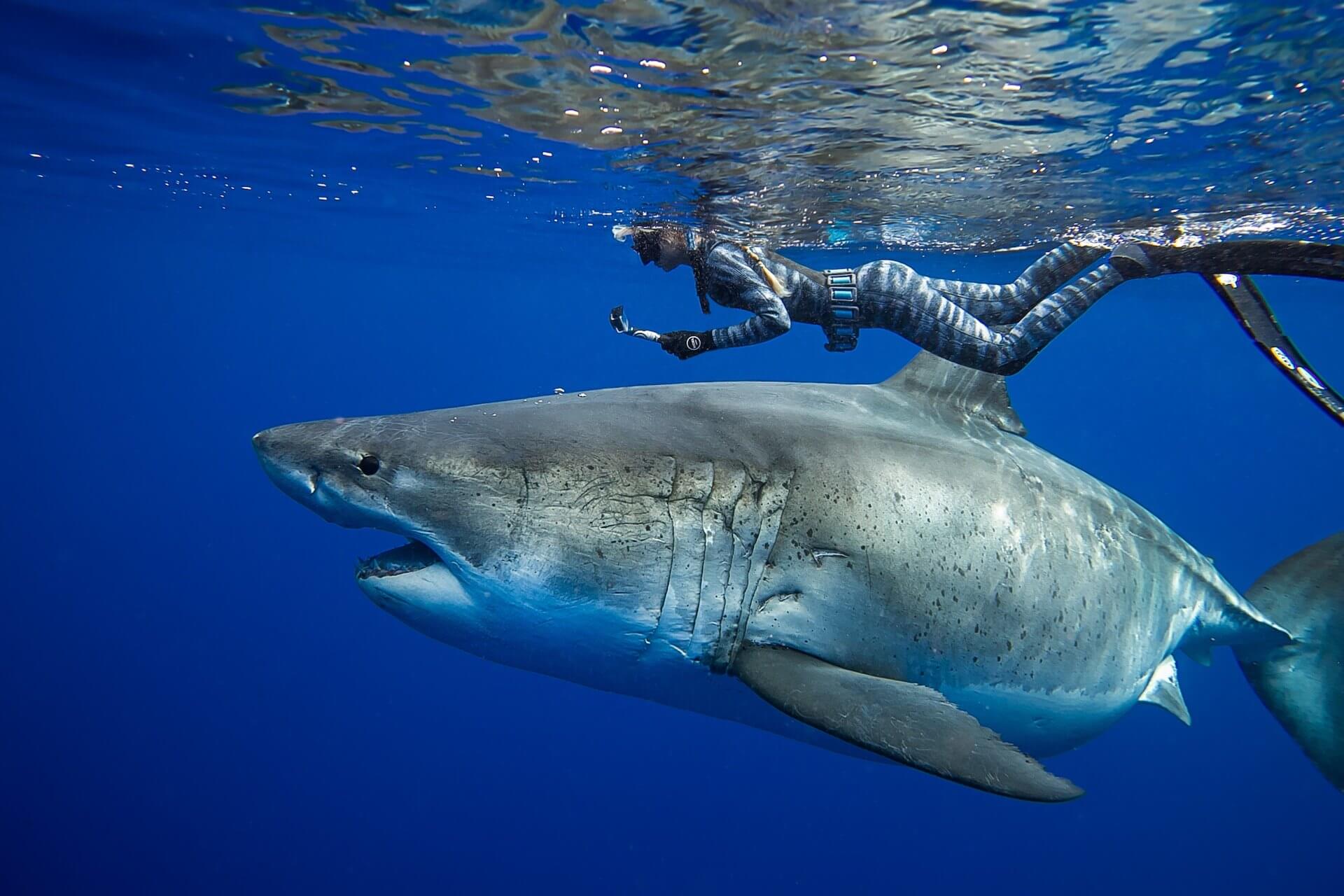 Tout ce que vous devez savoir sur les Requins par Ocean Ramsey